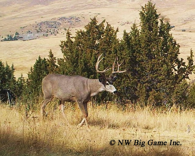 New Northwest Big Game Inc. – Hunt Elk or Mule Deer in Oregon